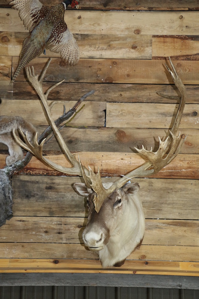 Head and Shoulder Mounts – C&D International Furtraders